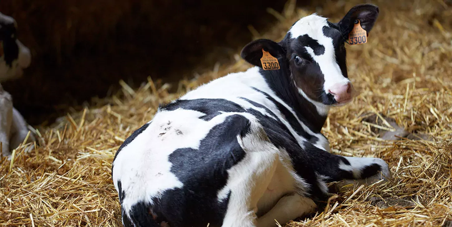 La naissance d'un veau racontée par Julien | PAYSAN BRETON